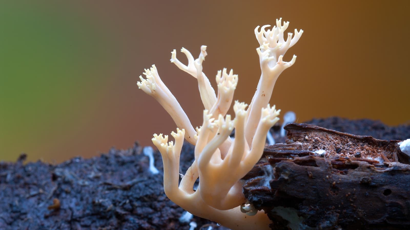 Why this fungus could stop more than 1,800 homes being built | Homebuilding