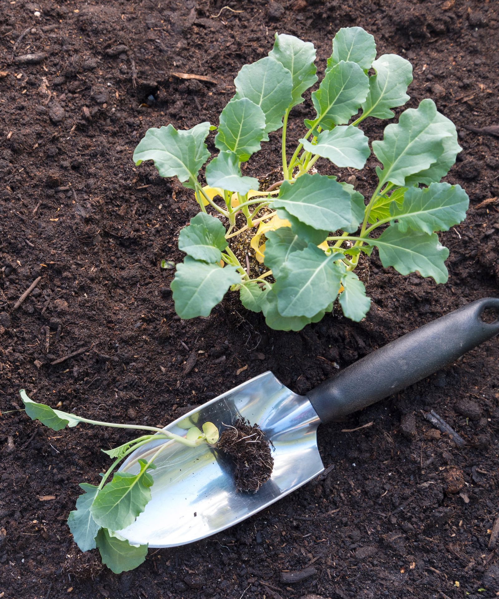 How to grow calabrese: our green broccoli planting guide | Gardeningetc