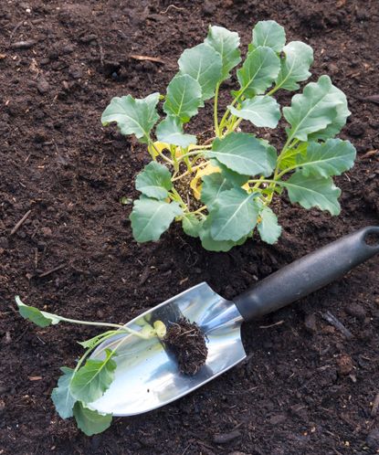 How to grow calabrese: our green broccoli planting guide | Gardeningetc