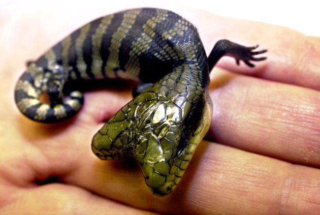 Double takes: 9 curious images of two-headed animals | The Week