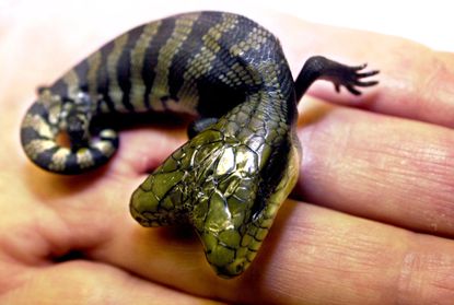 Double takes: 9 curious images of two-headed animals | The Week