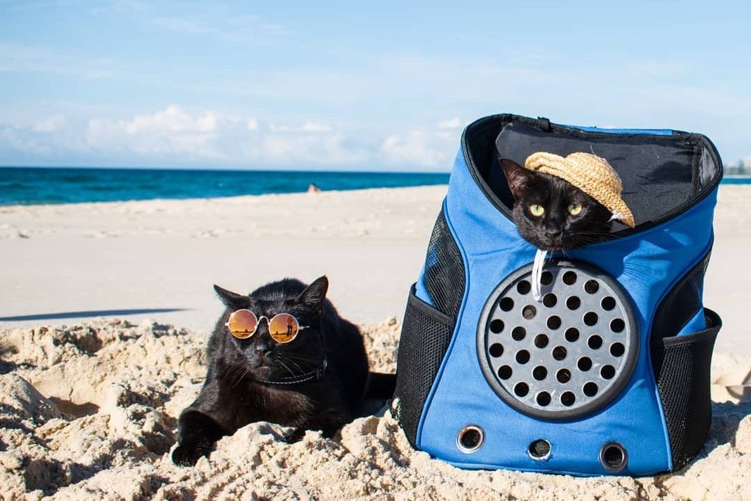 Meet Nathan and Winnie, the beach cats from Australia who love to swim ...