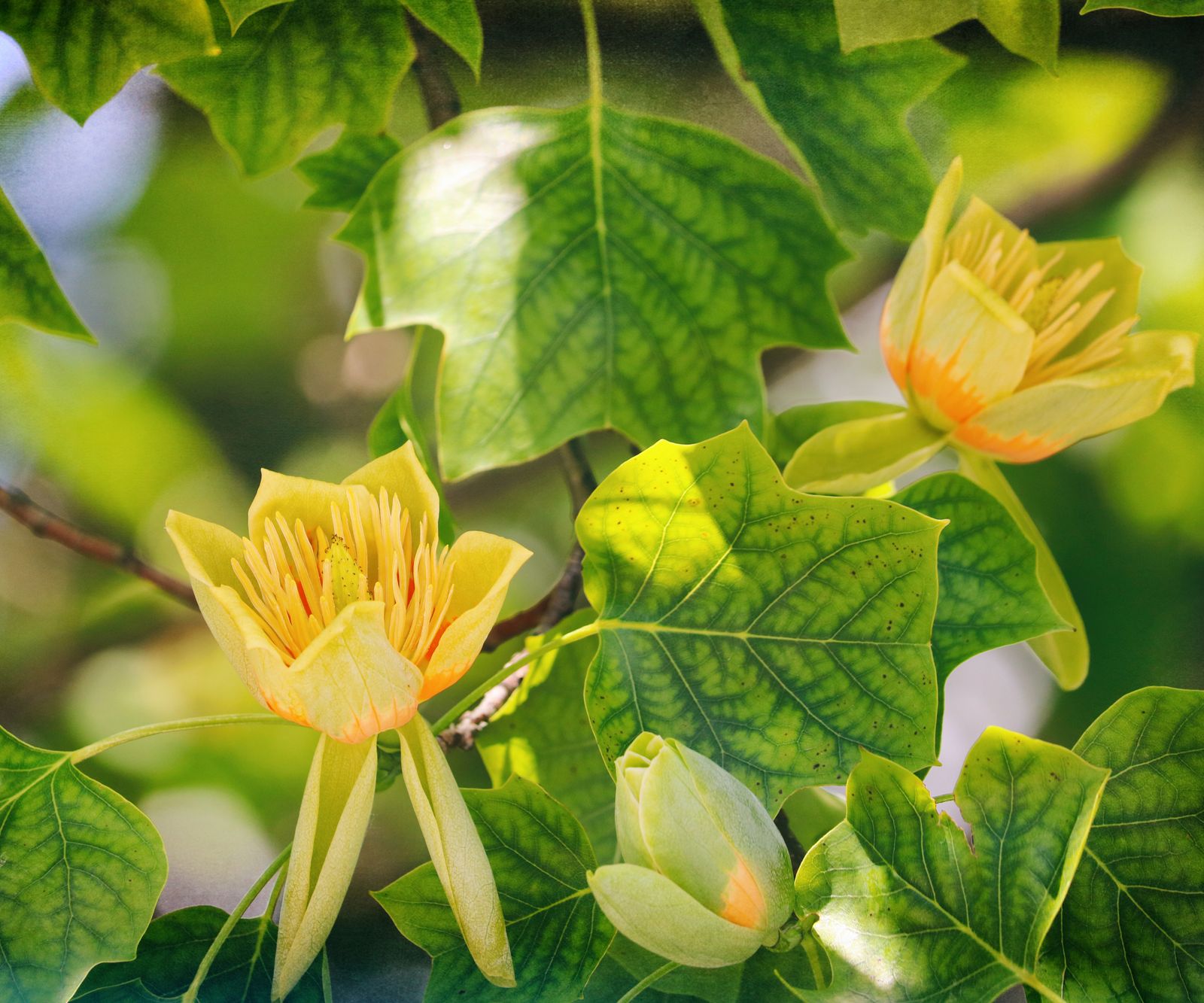 Tulip Tree Care Guide: Expert Advice For Healthy Trees | Gardening Know How