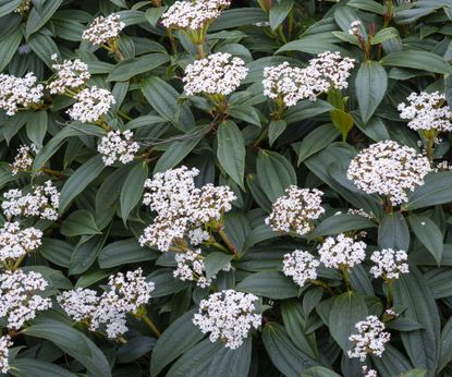 How to grow viburnum for fragrant flowers in winter | Homes and Gardens