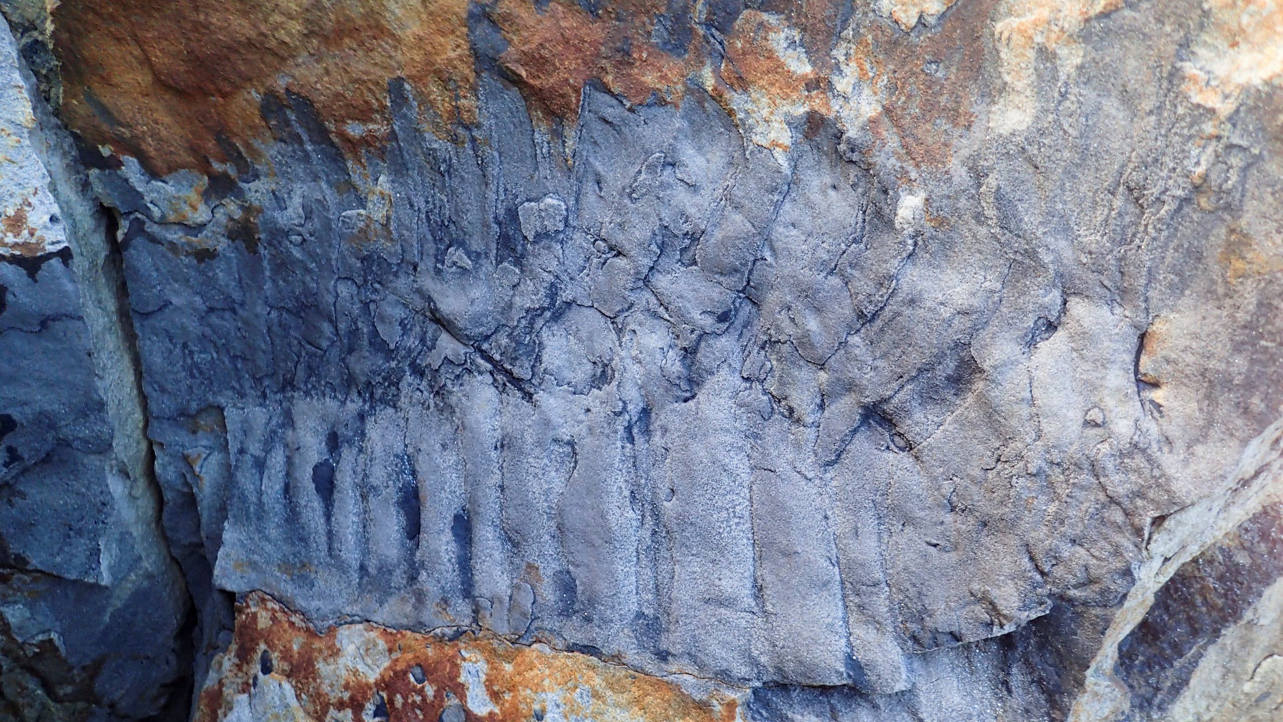 Scientists find fossil of largest arthropod to ever live, a car-size ...