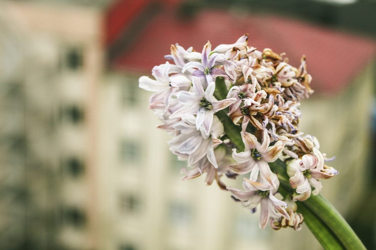 Hyacinth Plant Turning Brown: Browning Leaves And Blooms On Hyacinth ...
