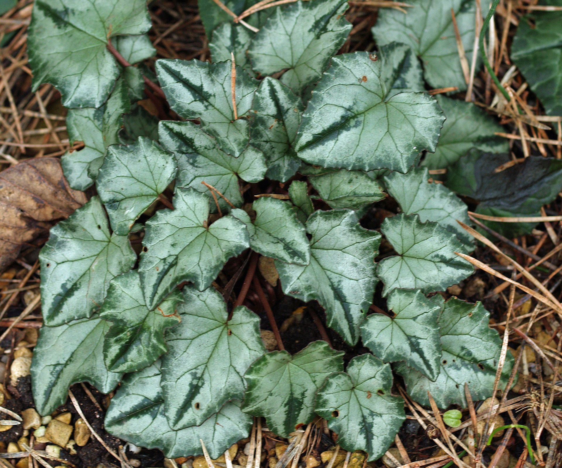 Types of cyclamen: 12 varieties for color in spring and fall | Homes ...