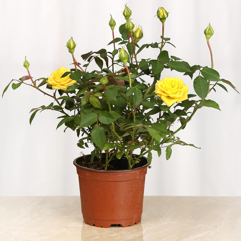 How to Care for a Miniature Rose — A Simple Guide | Livingetc