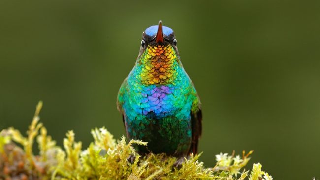 32 of the most colorful birds on Earth | Live Science
