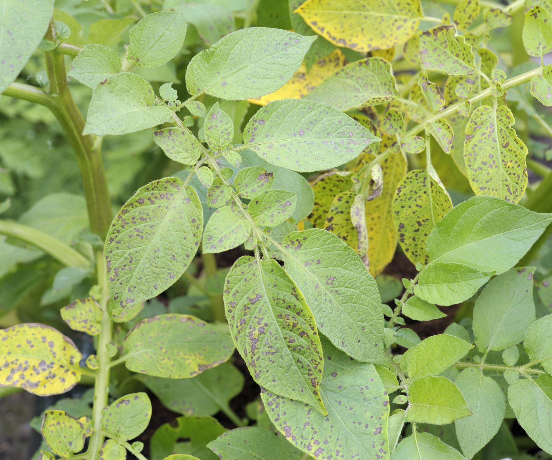 How to identify and treat potato blight: expert tips | Homes and Gardens