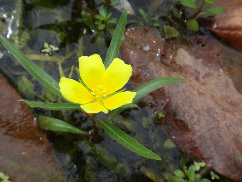 Seedbox Plant Info – Learn About Growing Marsh Seedbox Plants ...
