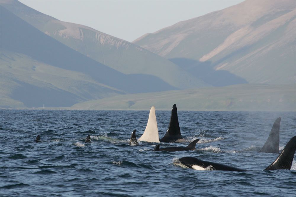 Image Gallery: Russia's Beautiful Killer Whales | Live Science