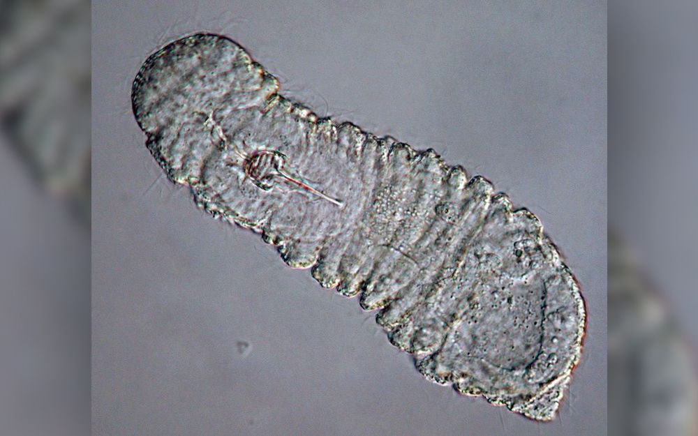 Scientists Finally Solve Mystery of Tiny, Ancient Worm’s 'Mismatched ...
