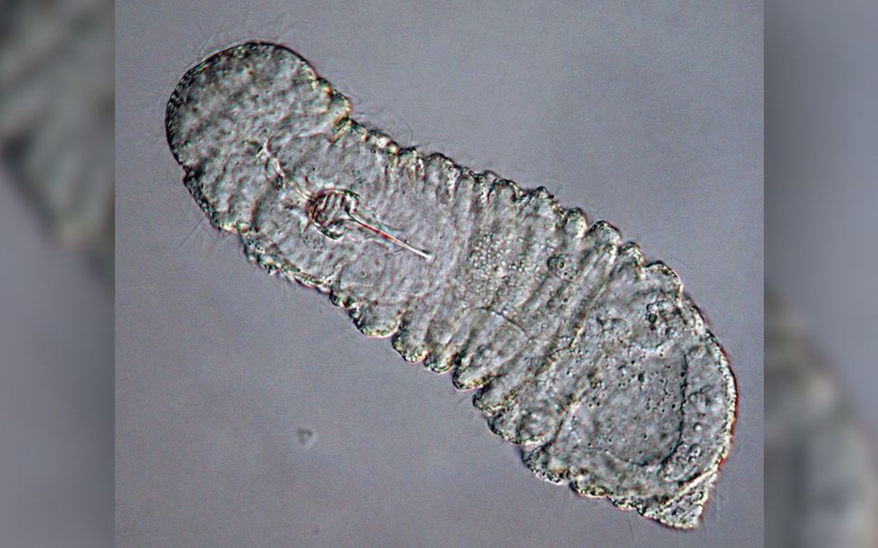 Scientists Finally Solve Mystery of Tiny, Ancient Worm’s 'Mismatched ...