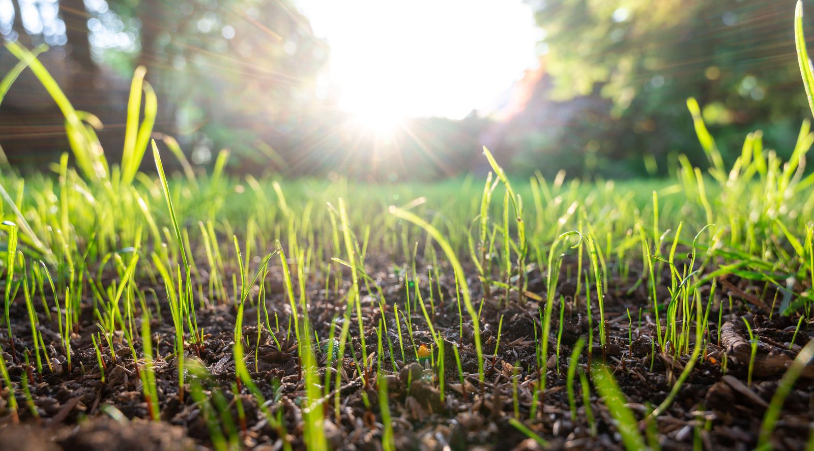 5 things to do to your lawn in November | Livingetc