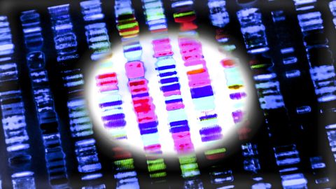 The human Y chromosome has finally been fully sequenced, 20 years after ...