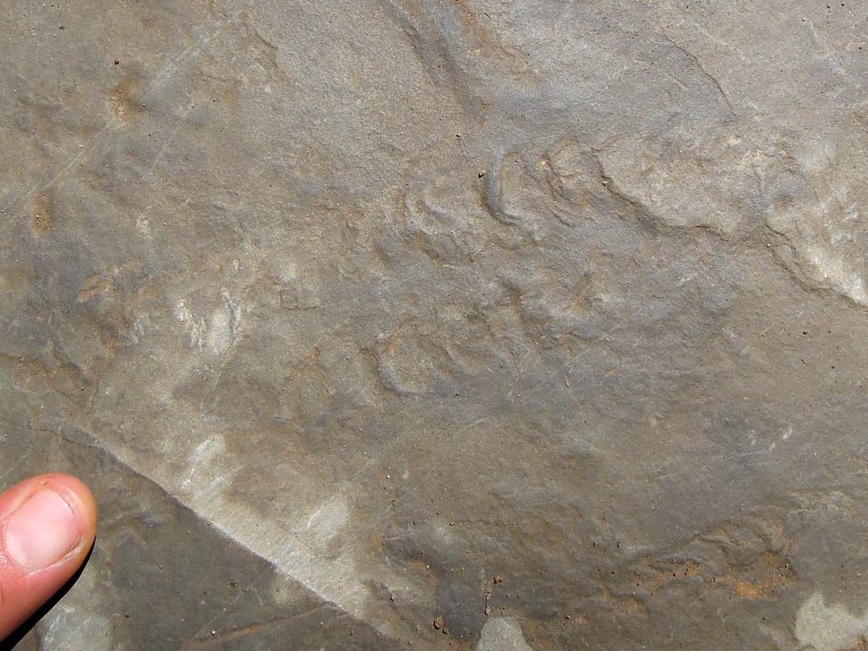 Gallery: Amazing Cambrian Fossils from Canada's Marble Canyon | Live ...
