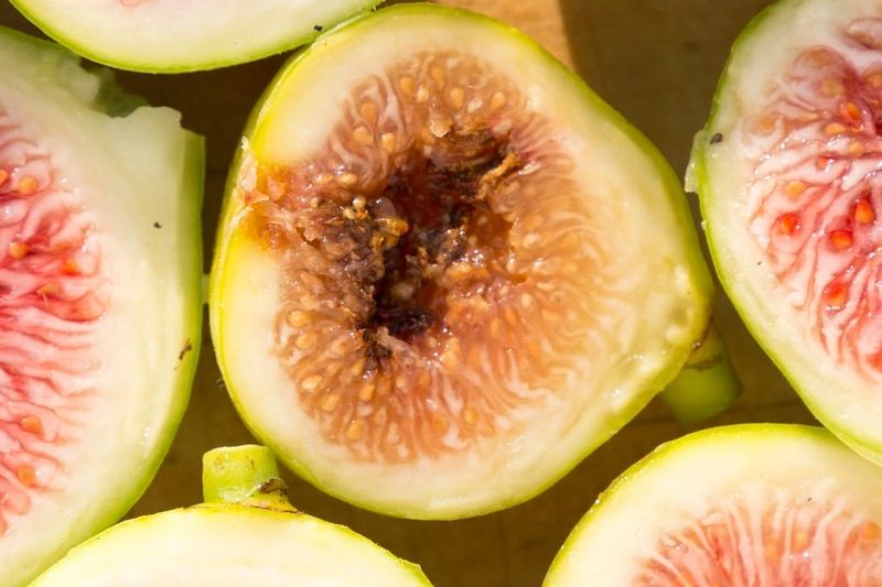 Tips & Information about Fig Trees | Gardening Know How