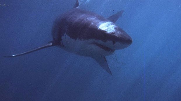 Why we should love Lydia the 'UK-bound' great white shark | The Week