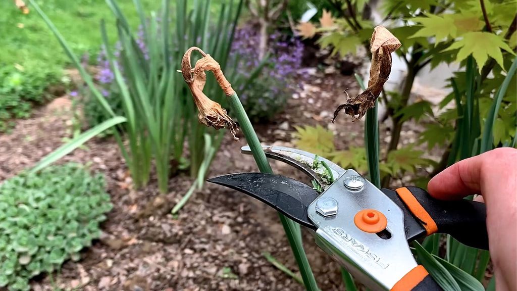 How To Cut Back Bulbs After Flowering | Gardening Know How