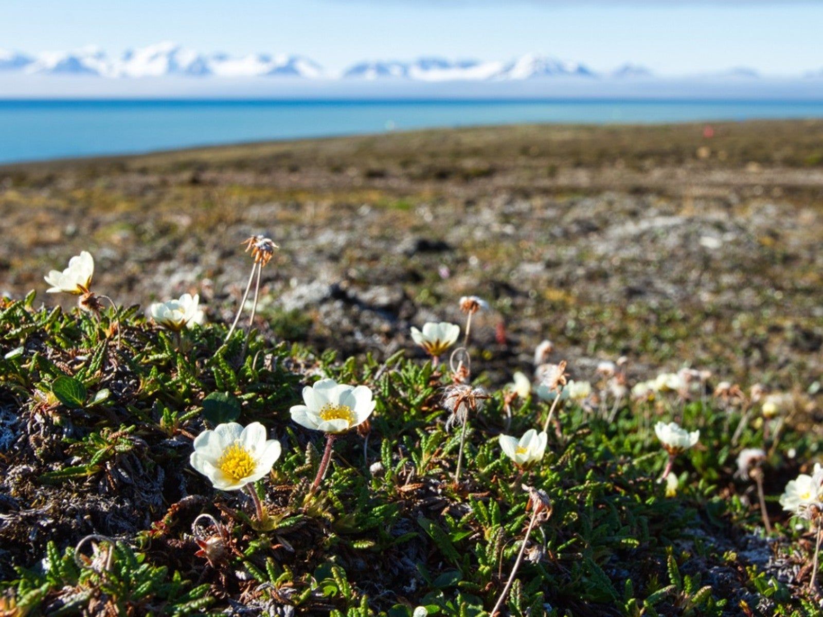 Learn How Different Plants Of The Tundra Survive | Gardening Know How