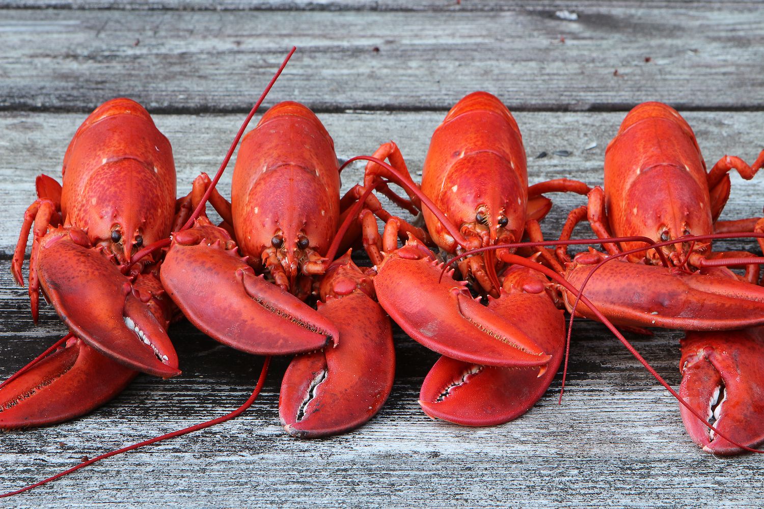 Why Do Lobsters Turn Red When They're Cooked? | Live Science
