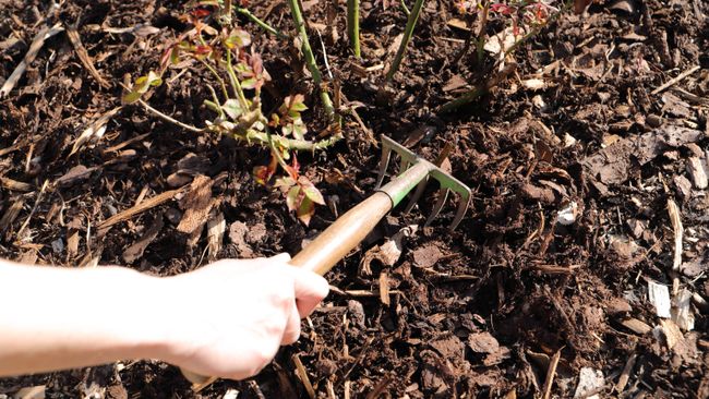 7 ways to use fallen leaves in your garden | Tom's Guide