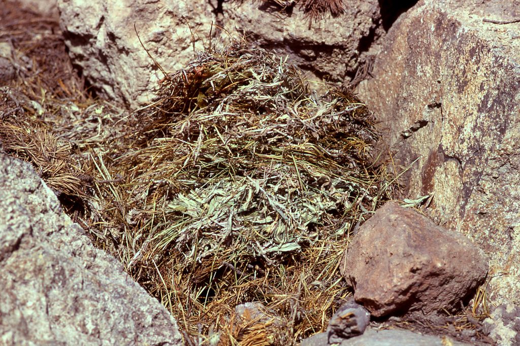 Photos of the Pika, North America's Cutest Mammal | Live Science
