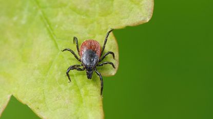 How To Keep Ticks Away: 3 Tips To Stay Safe In Your Garden | Gardening ...