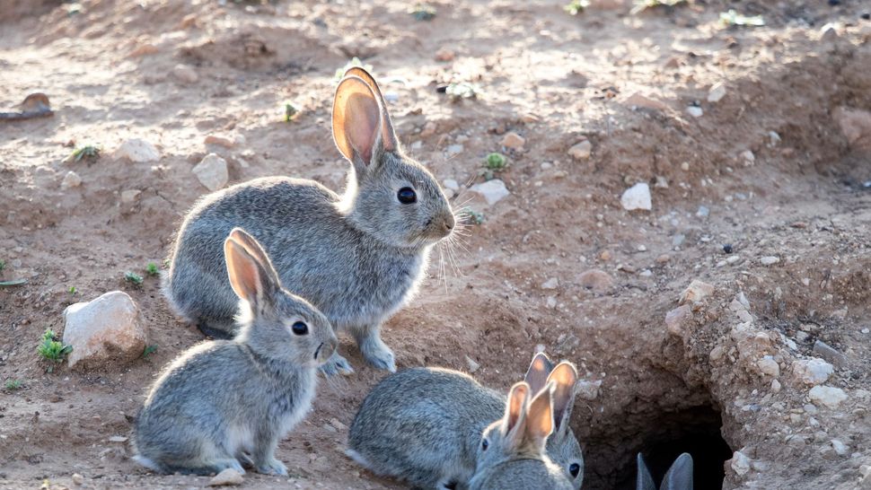 32 facts about rabbits that might surprise you | PetsRadar