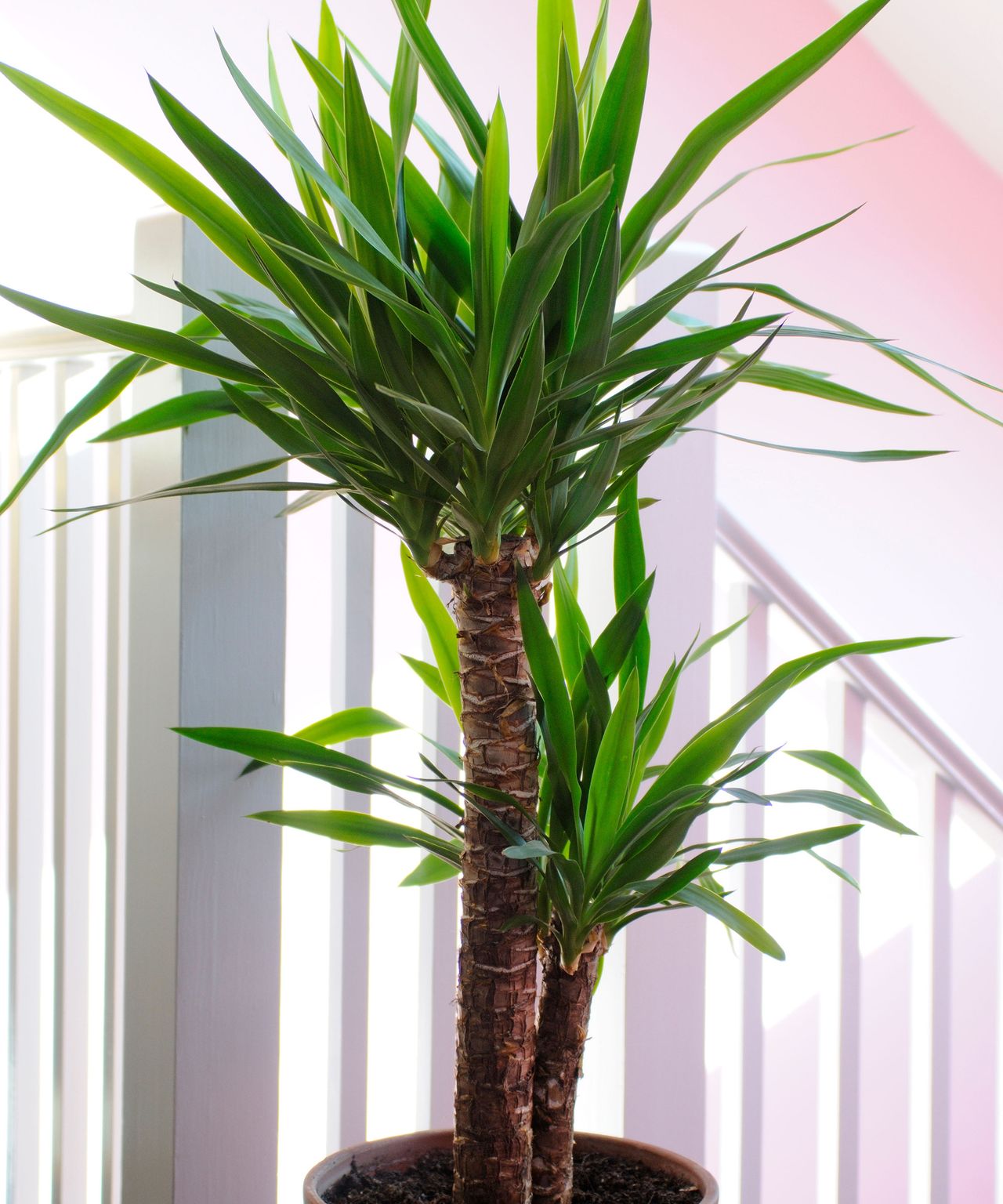 Yucca plant care according to an indoor plant expert | Homes and Gardens