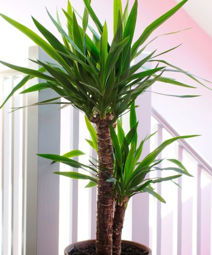 Yucca plant care according to an indoor plant expert | Homes and Gardens