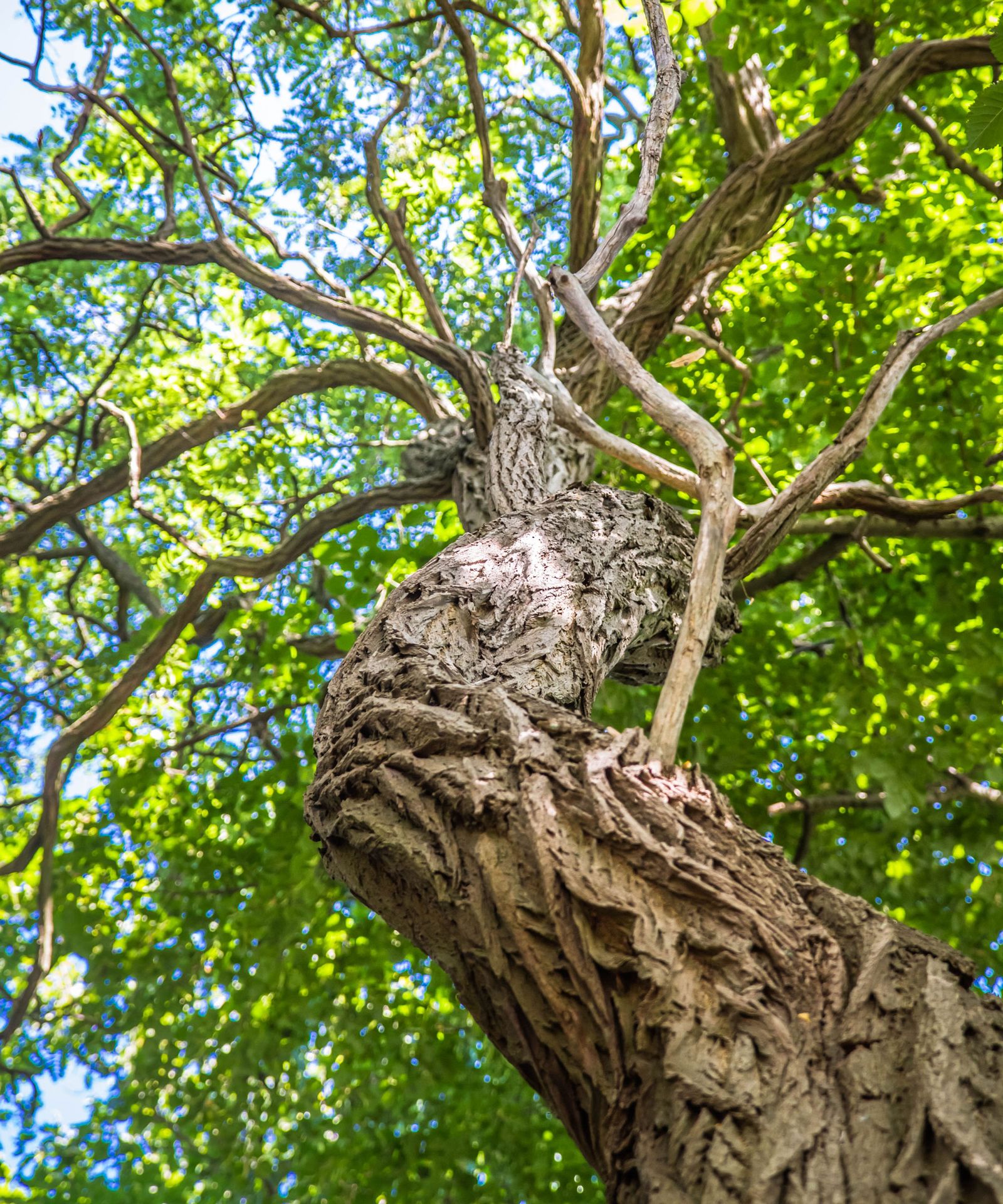 Birth Month Trees: Find All 12 and Their Special Meanings | Gardening ...