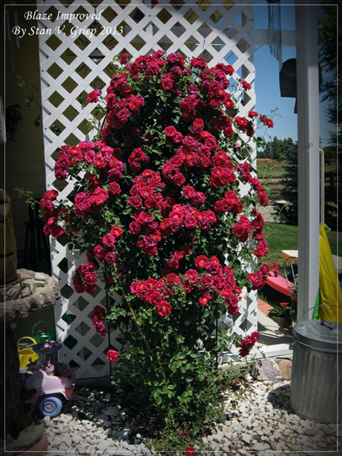 Training Roses On Structures - How To Train A Climbing Rose Bush ...
