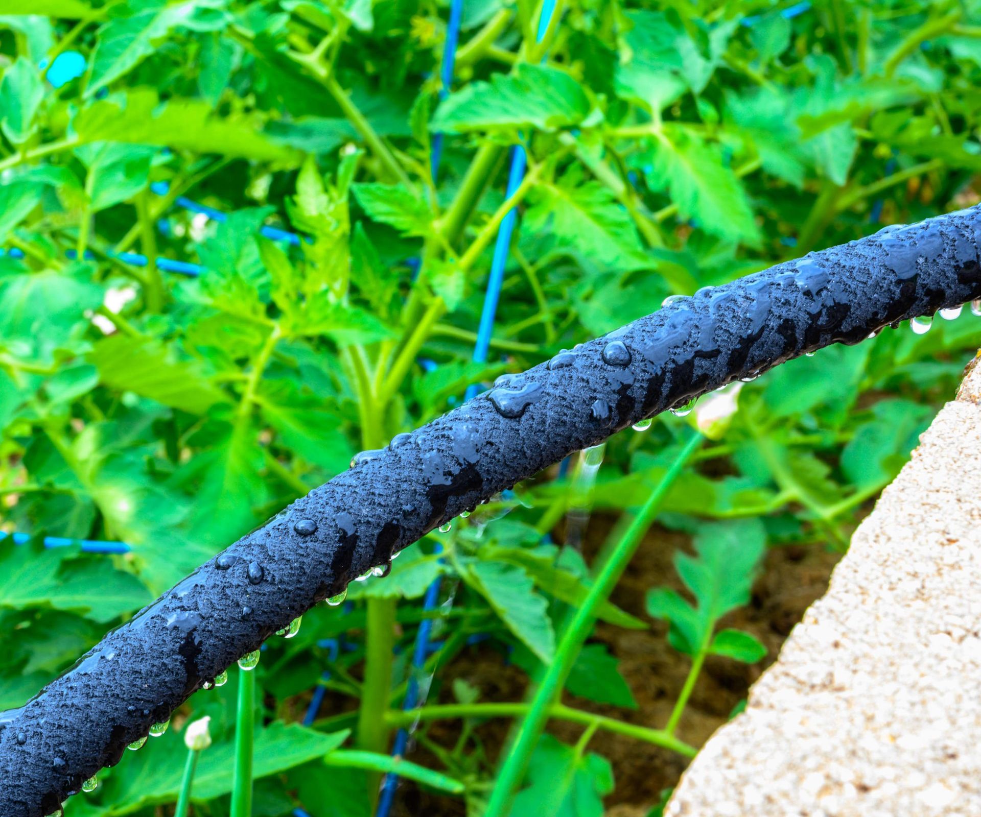 How to install and use a soaker hose in a backyard | Homes and Gardens