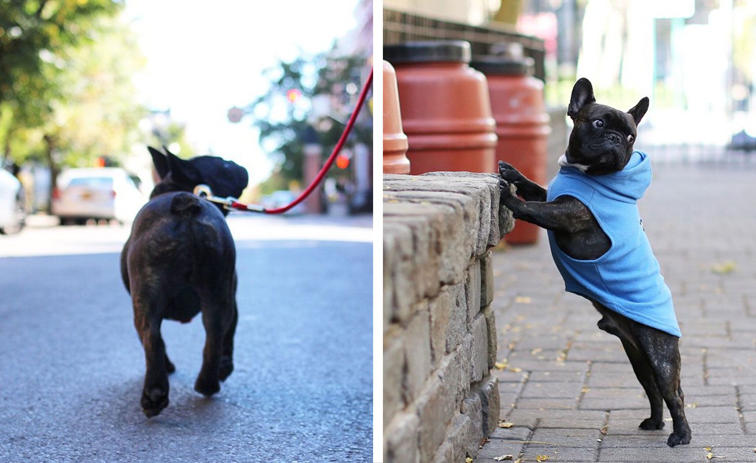 Doggy style: the most stylish dogs of Instagram | Wallpaper