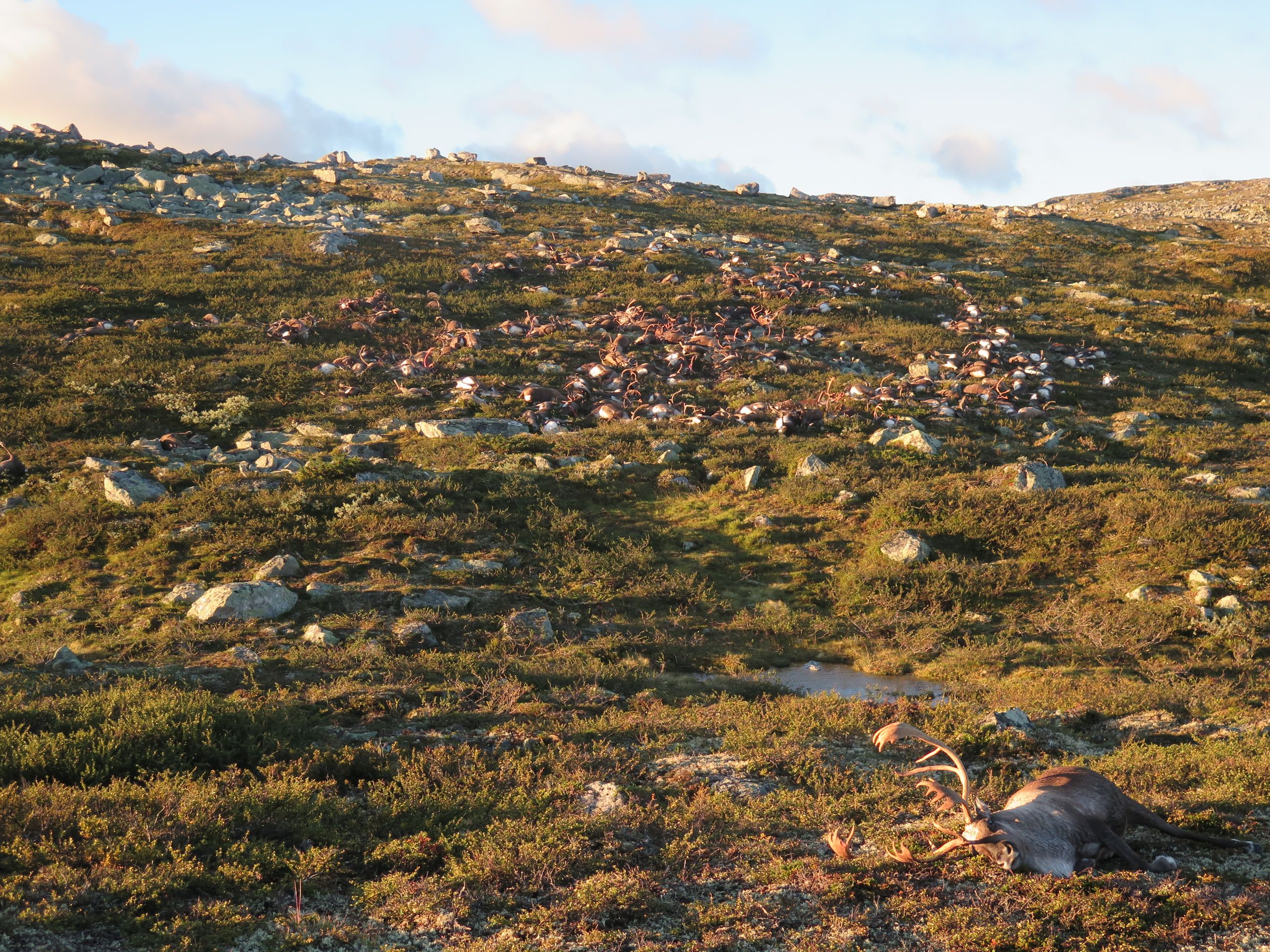 A Field Covered in Dead, Headless Reindeer and Poop Is Teaching Us ...