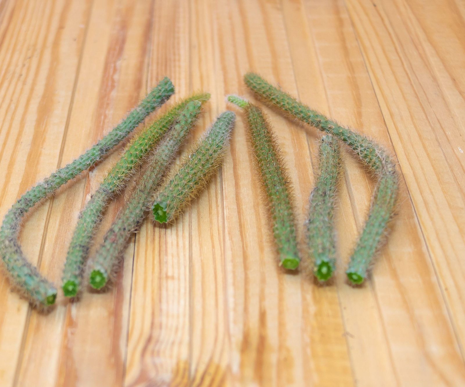 How to grow cactus from cuttings: 4 steps for free plants | Homes and ...