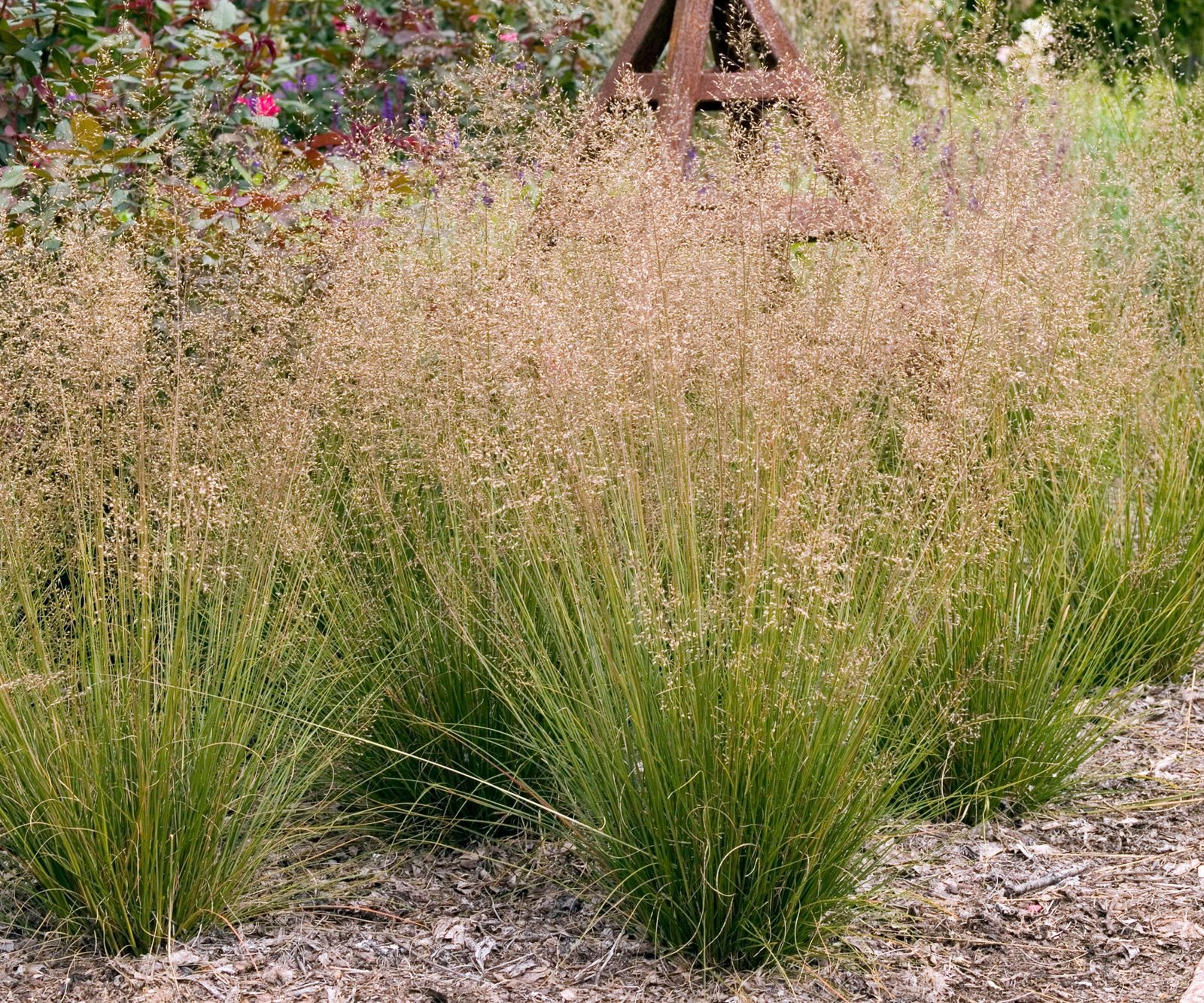Best native grasses: 7 varieties to add drama to your yard | Homes and ...