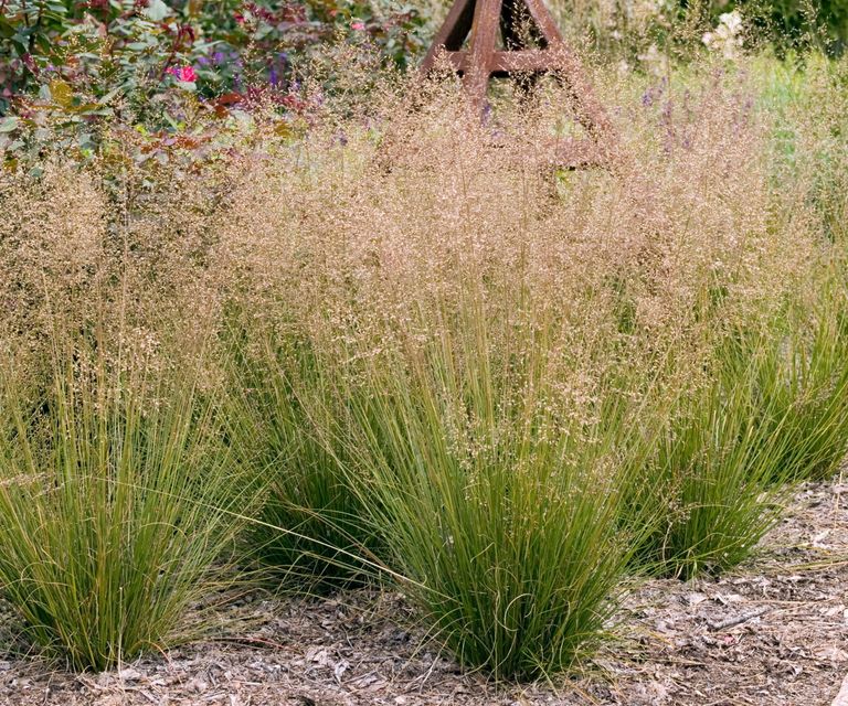 Best native grasses: 7 varieties to add drama to your yard | Homes and ...