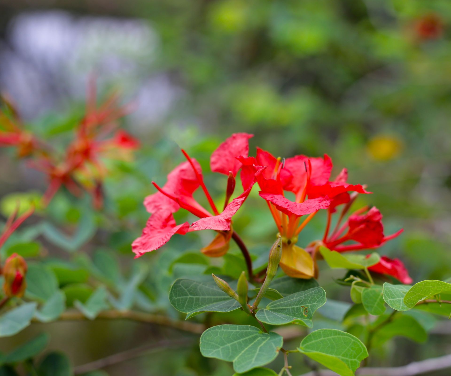 How to grow an orchid tree: for vibrant blooms in the yard | Homes and ...