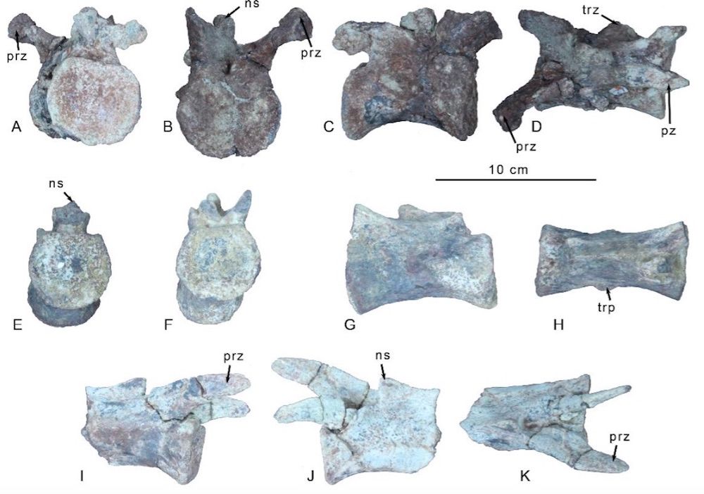 Photos: Newfound dinosaur had tiny arms, just like T. rex | Live Science