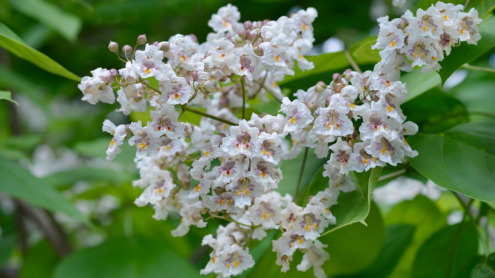 Catalpa care and growing guide: expert tips to follow