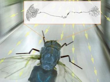 Mad scientists build flight sim for flies | TechRadar