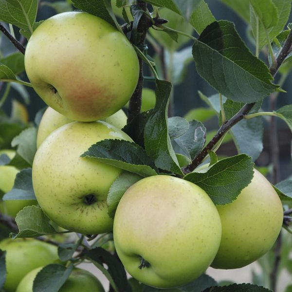 How to prune apple trees: and the right time of year to do it | Real Homes