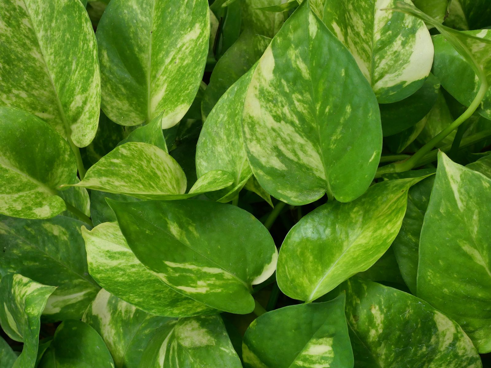 Pothos plant care: how to guarantee pothos success | Homes and Gardens
