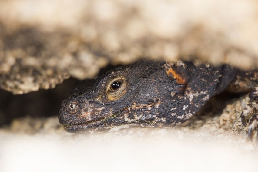 Chuckwalla Photos: Meet this Large, Desert-Dwelling Lizard | Live Science