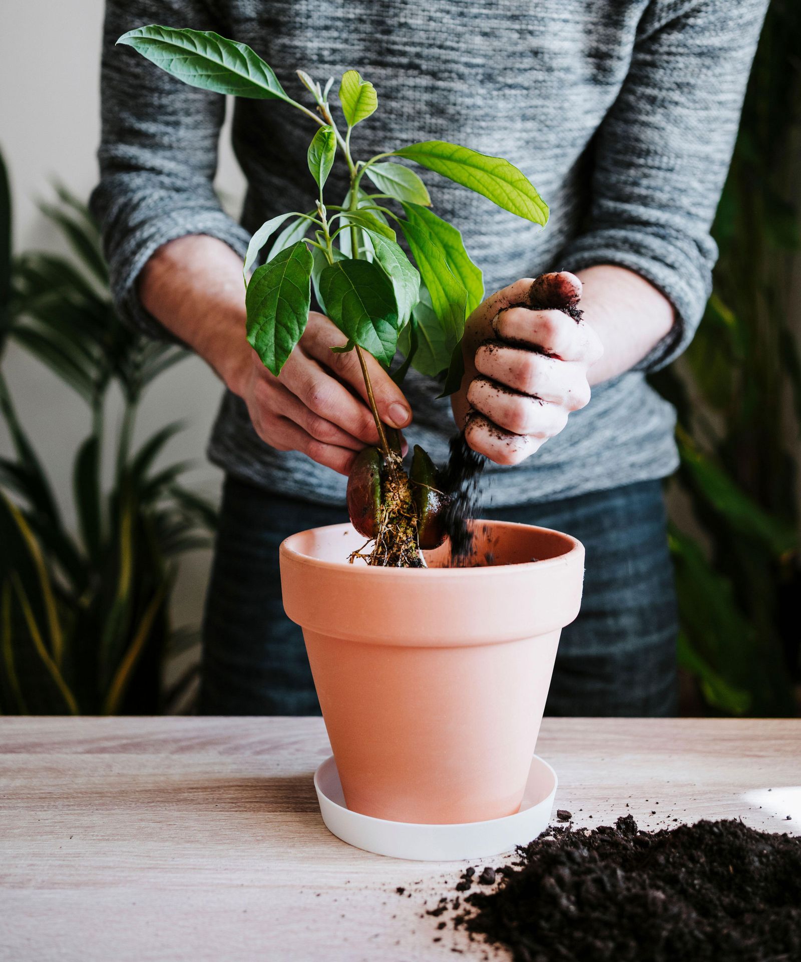 10 of the most underrated houseplants | Homes and Gardens
