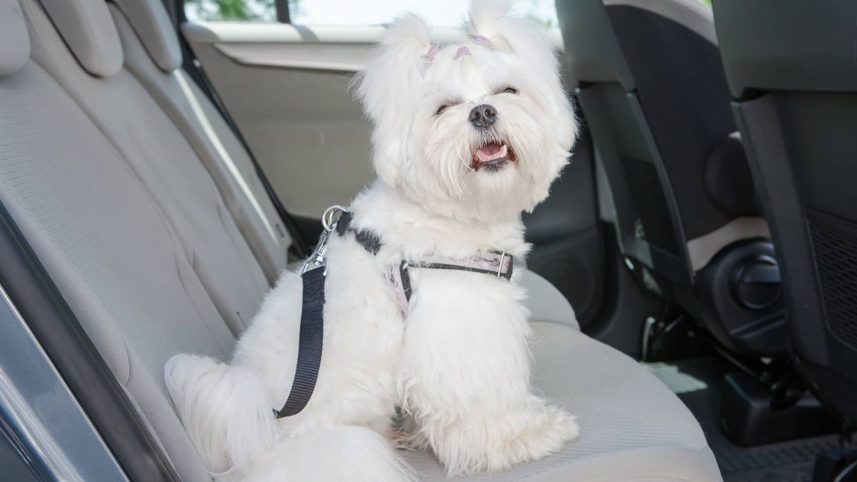 Best dog car harness: Keep your dog safe and secure | PetsRadar