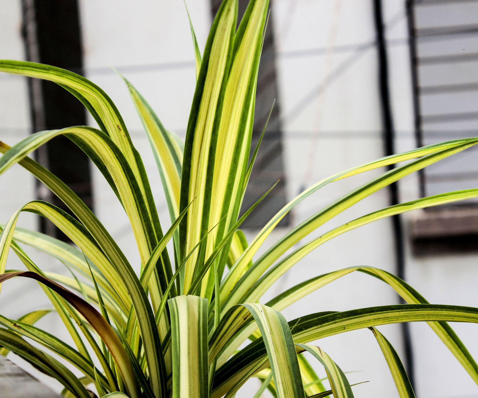8 Types Of Spider Plants For Easy Houseplant Harmony | Gardening Know How